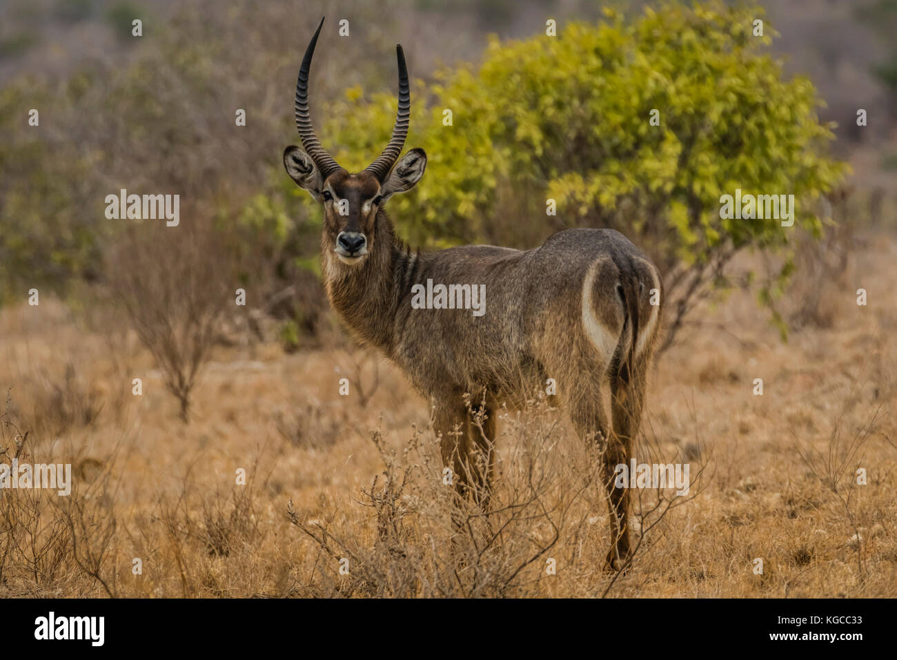 Scrubland africa hi-res stock photography and images - Alamy