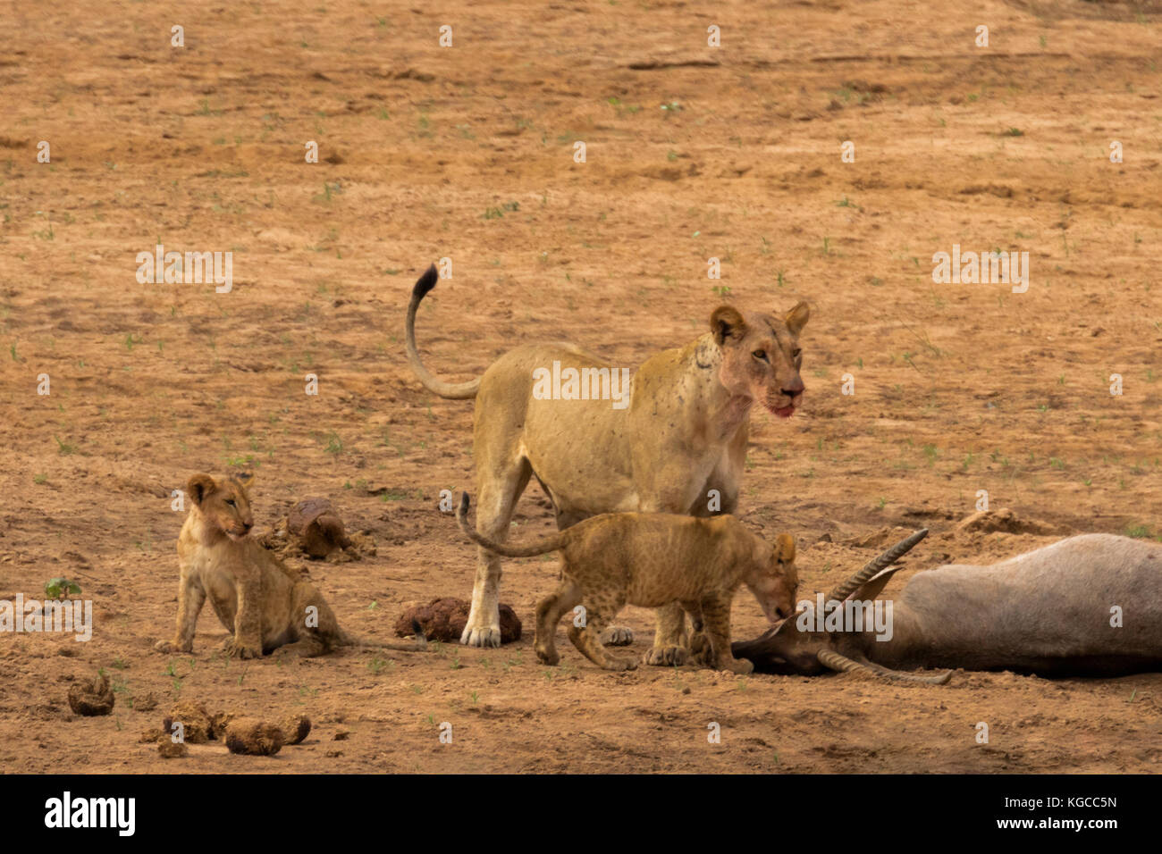 A lion cub inspects her mother's recent kill of a water buck in Tsavo ...