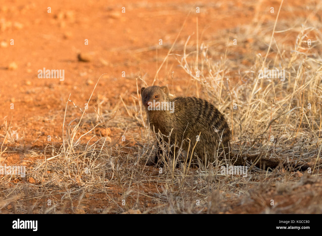 Mongoose pack hi-res stock photography and images - Alamy