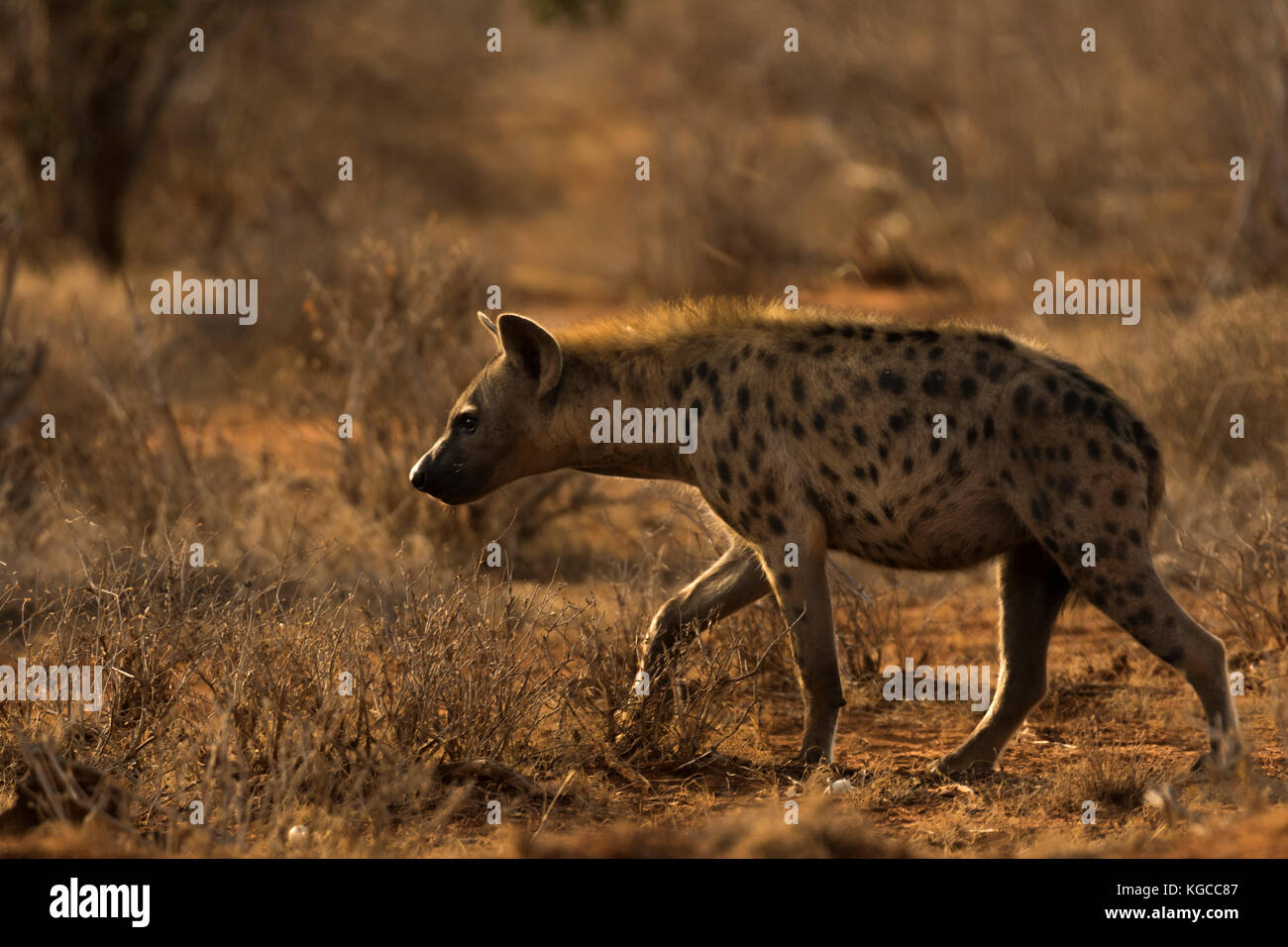 A spotted hyena hunts at sunset in Tsavo East National Park, Kenya ...