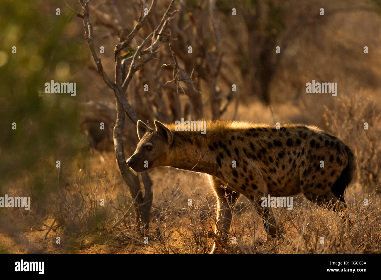 Hyena hunting hi-res stock photography and images - Alamy