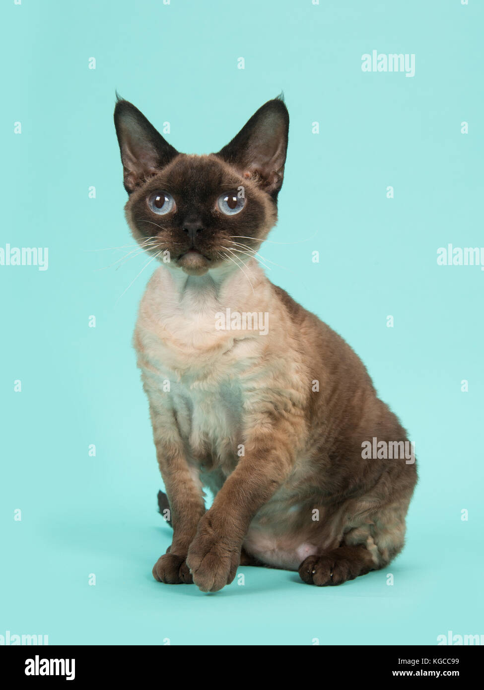 Pretty sitting seal point devon rex cat with blue eyes not looking into ...