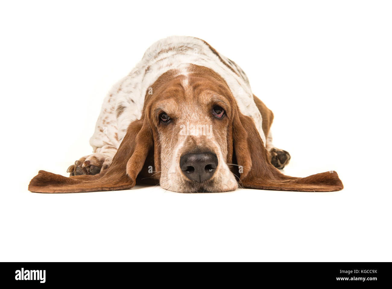 Adult basset hound lying down with its head on the floor seen from the ...
