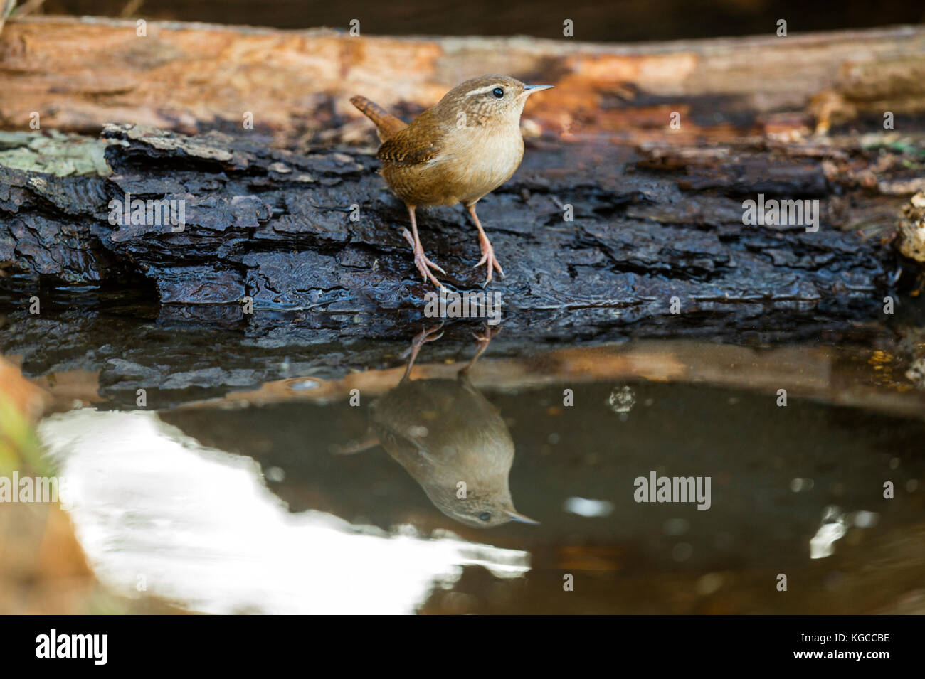 British Wildlife in Natural Habitat. Our National Treasure a beautiful ...