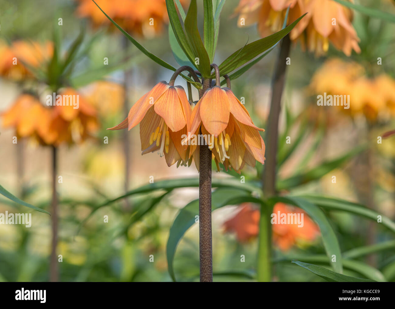 Imperial fritillary hi-res stock photography and images - Alamy
