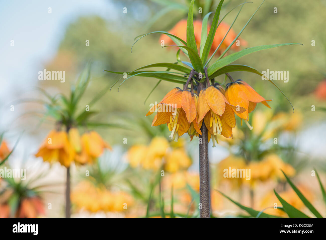Blooming orange imperial fritillary flowers with on the background ...