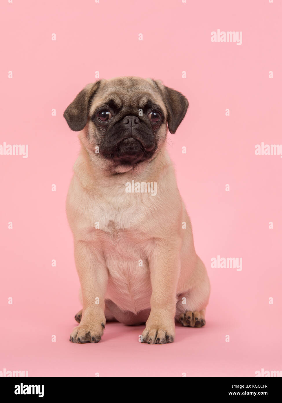 Cute young sitting pug dog looking at the camera on a pink background ...
