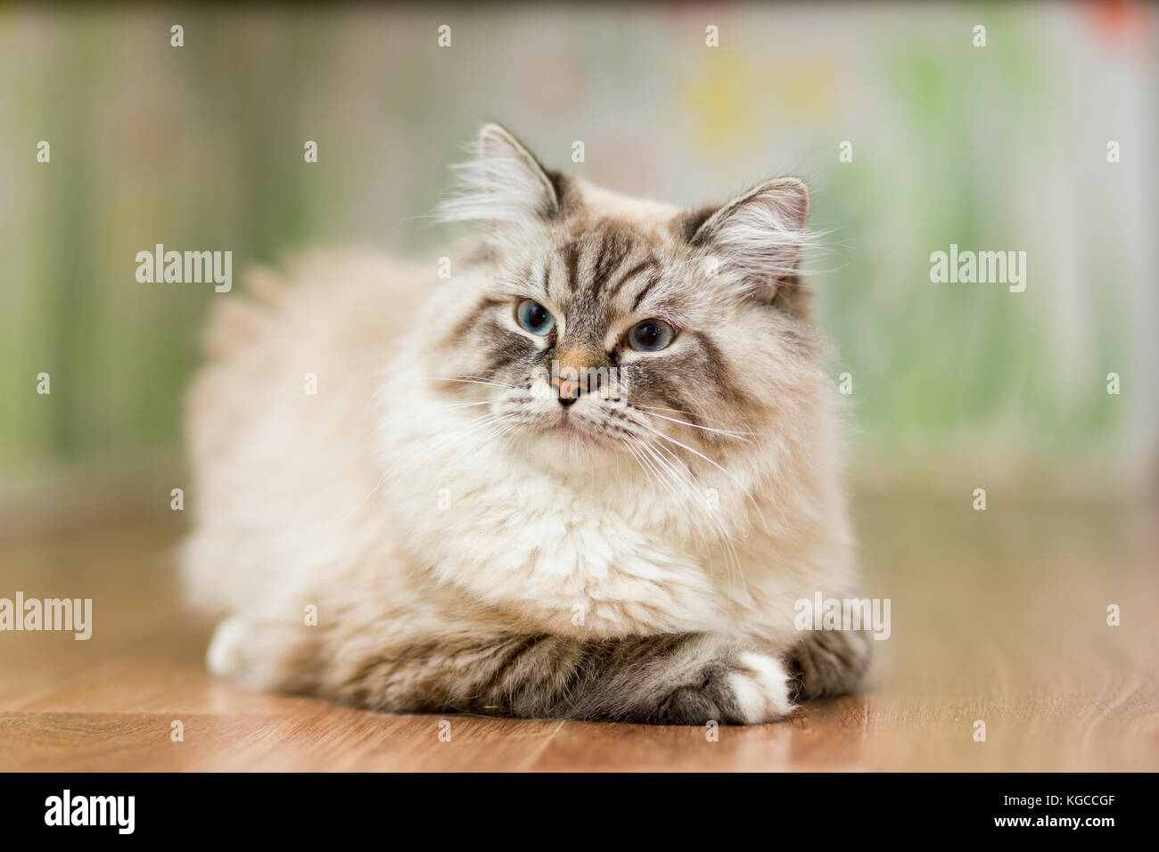 Big fluffy beige cat at the age of 9 months, with blue eyes lying on ...