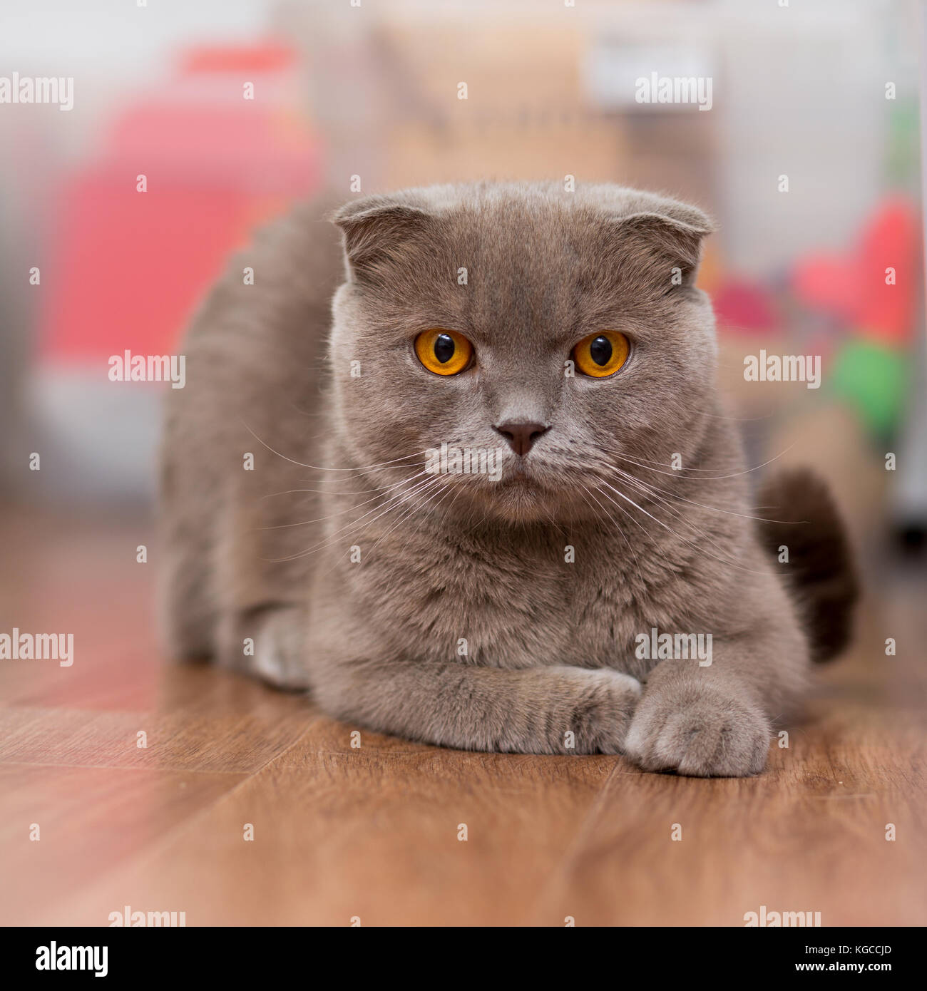 cat breed Scottish Fold, brown color with orange eyes lying on the ...