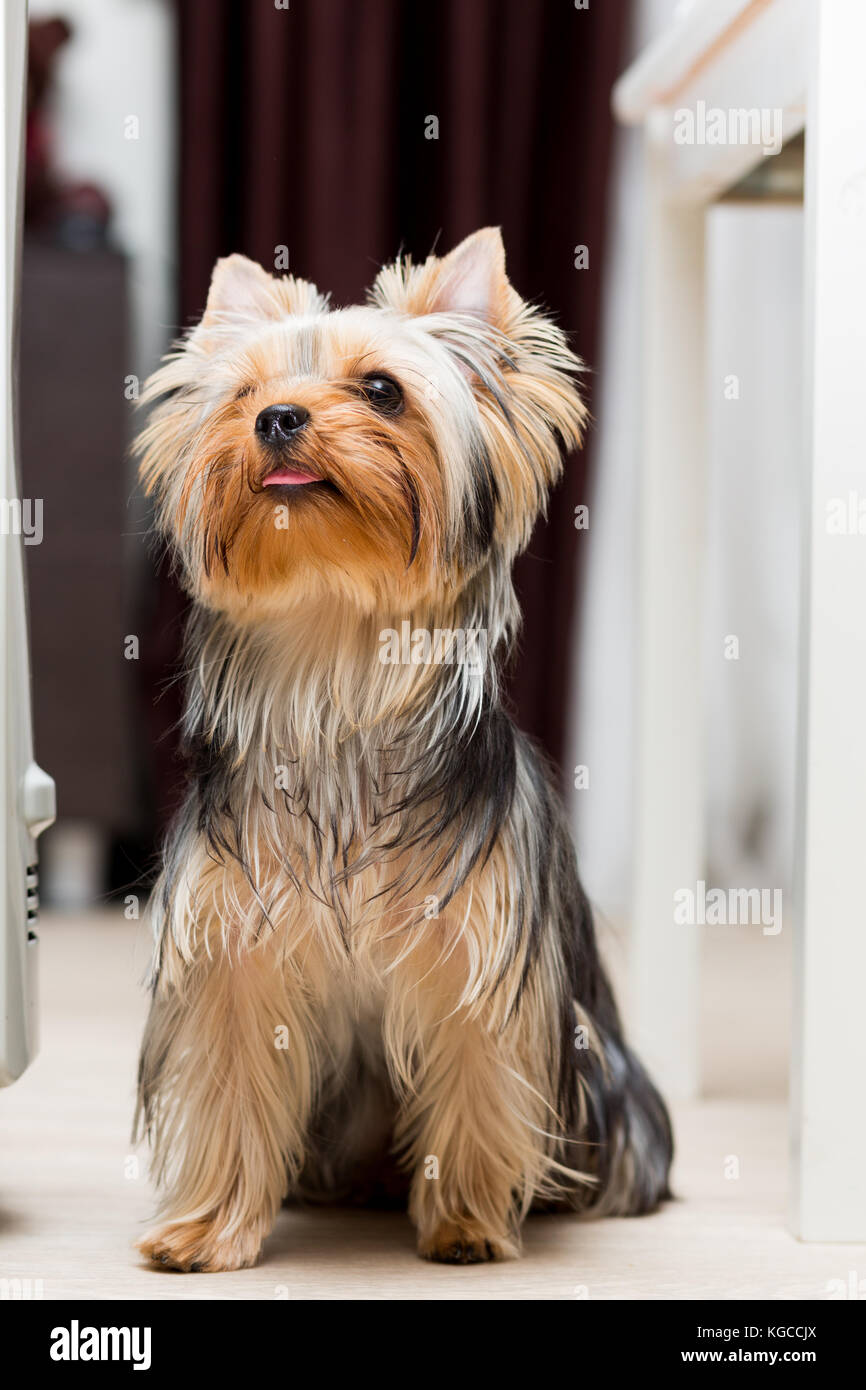 Yorkshire Terrier dog sitting on the floor Stock Photo - Alamy