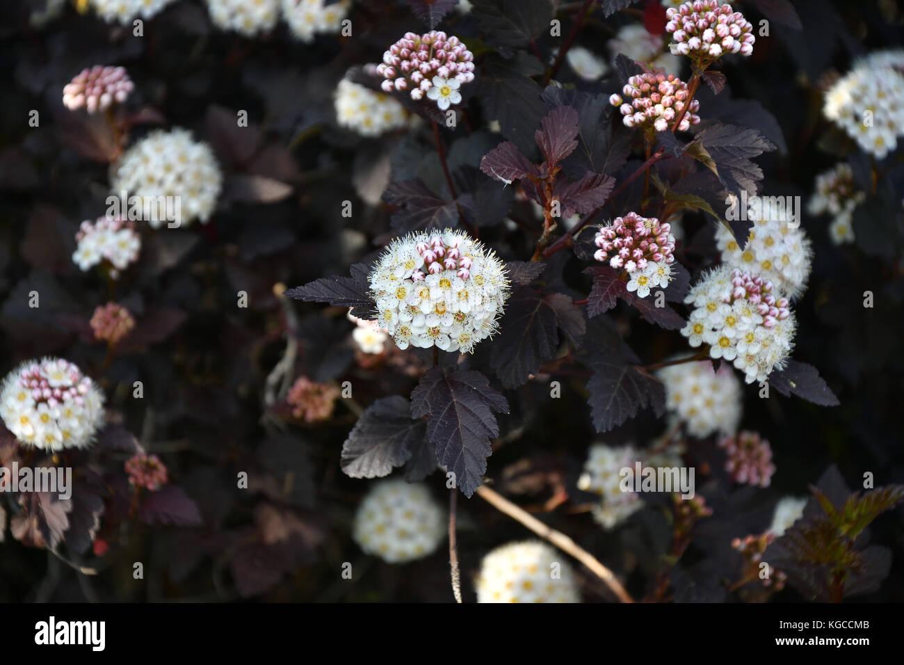Flower spiraea white color day in the summertime Stock Photo - Alamy