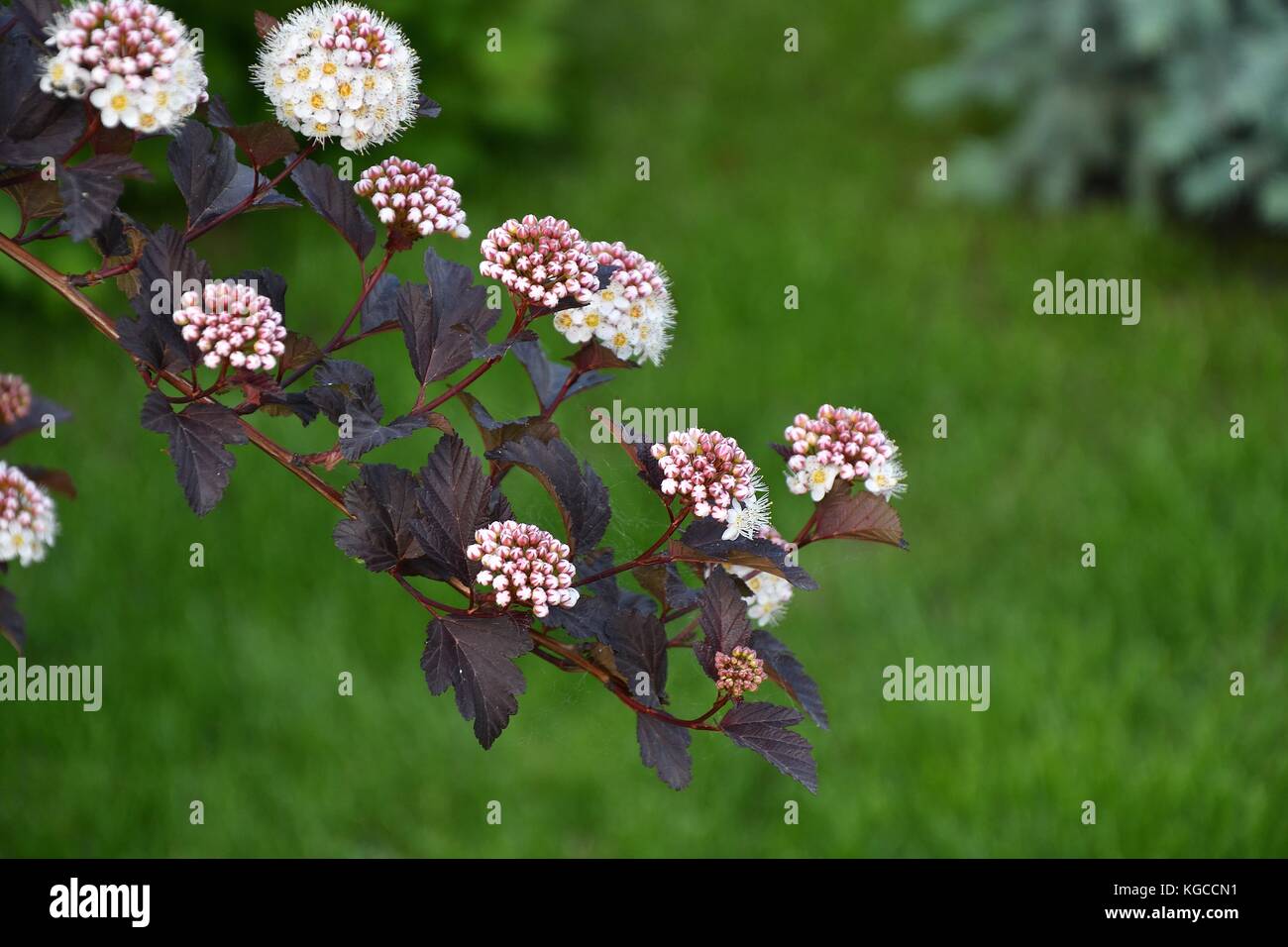 Flower spiraea white color day in the summertime Stock Photo - Alamy