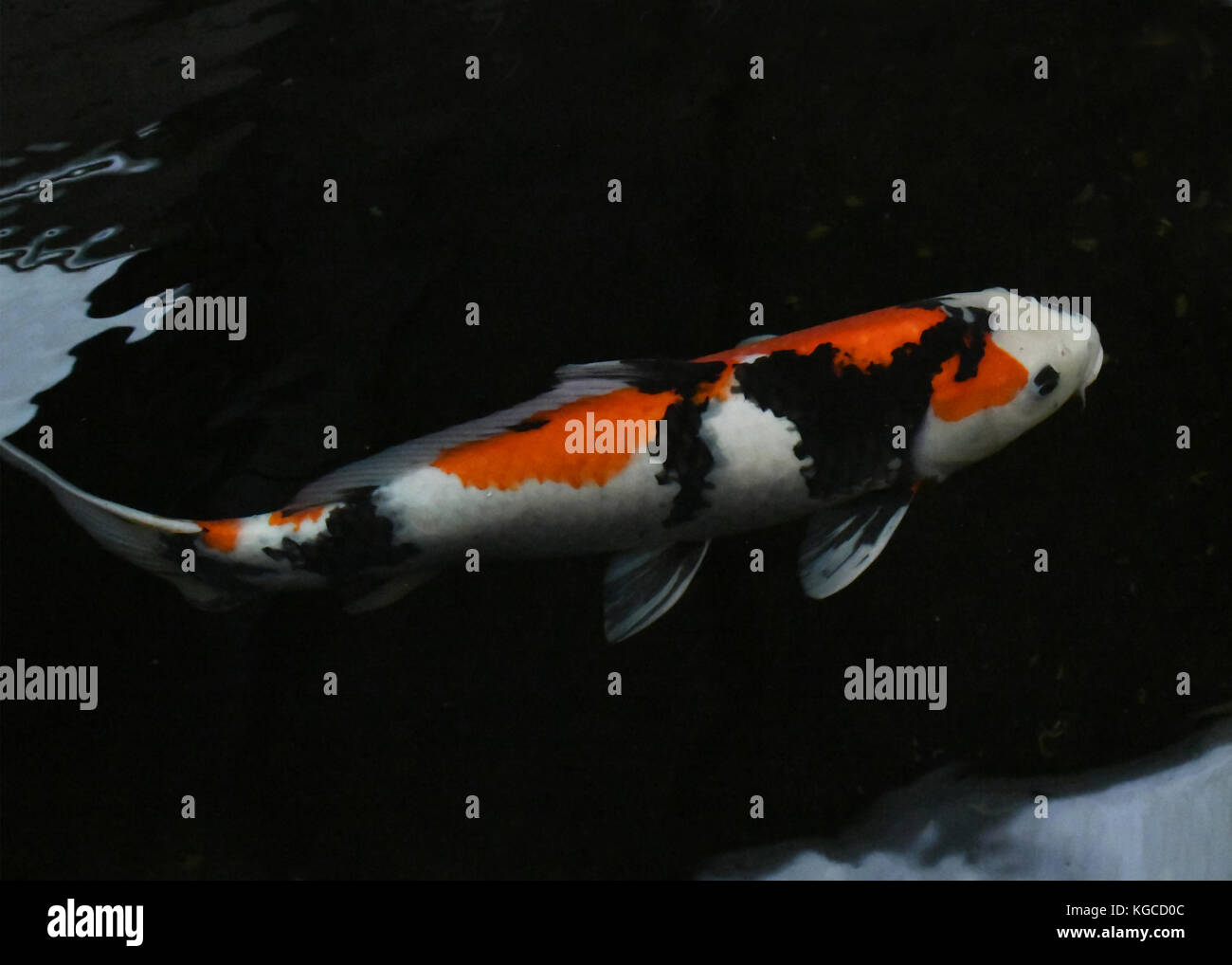 Japan koi hi-res stock photography and images - Alamy