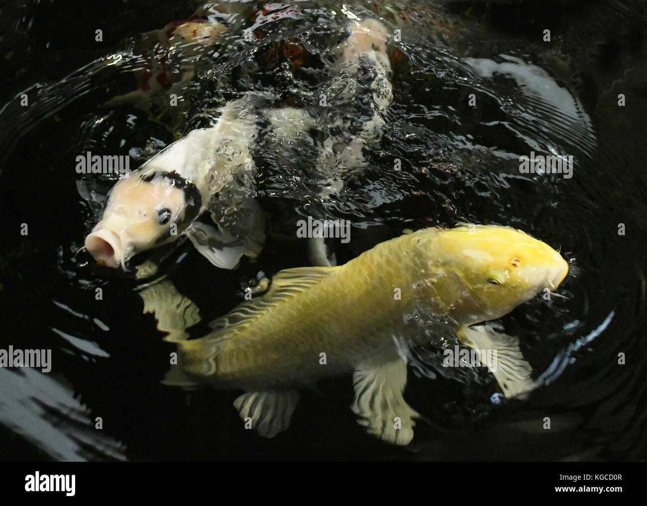 Two koi fish hi-res stock photography and images - Alamy