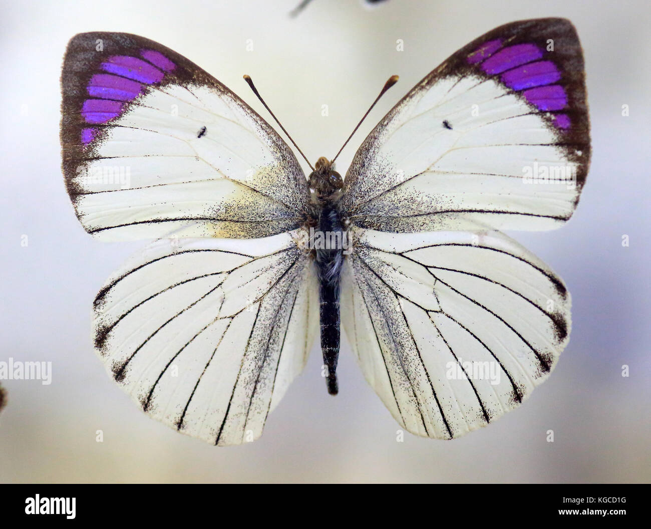 The queen purple tip (Colotis regina) isolated Stock Photo - Alamy