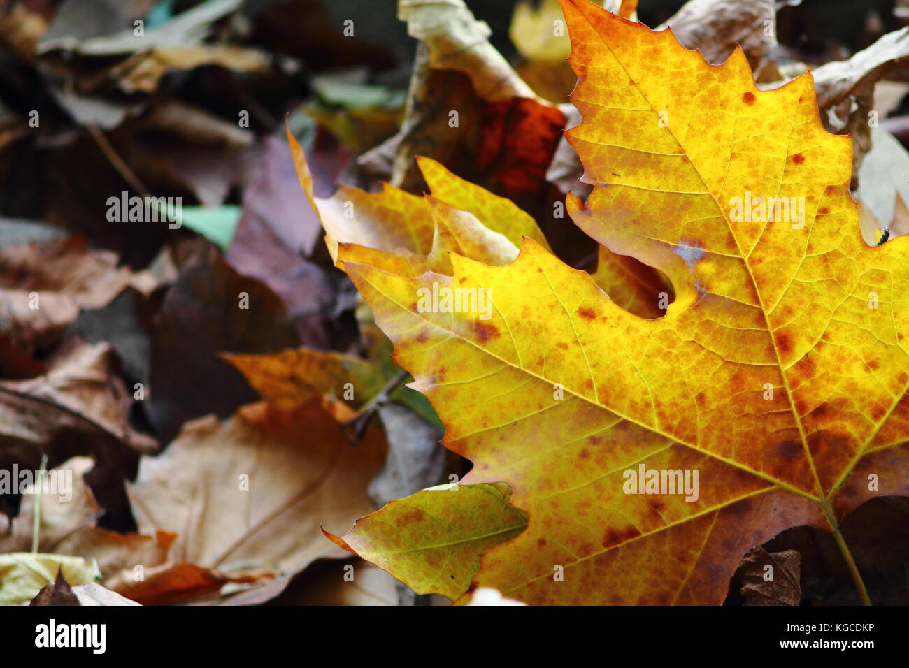 Plane leaf hi-res stock photography and images - Alamy