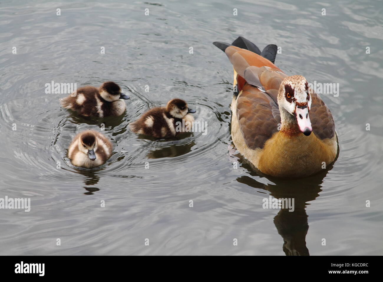 Two baby egyptian goslings hi-res stock photography and images - Alamy