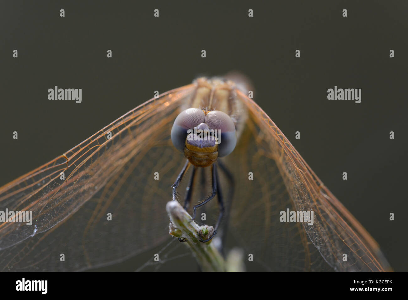 Female violet dropwing hi-res stock photography and images - Alamy