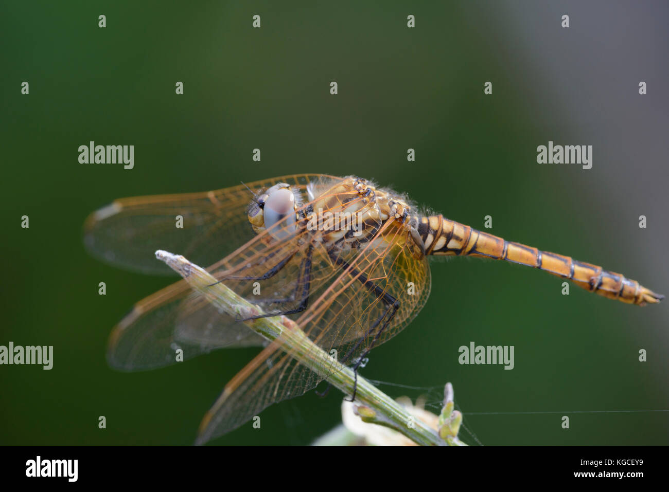 Violet Dropwing (Violet-marked Darter) (Trithemis annulata), female ...