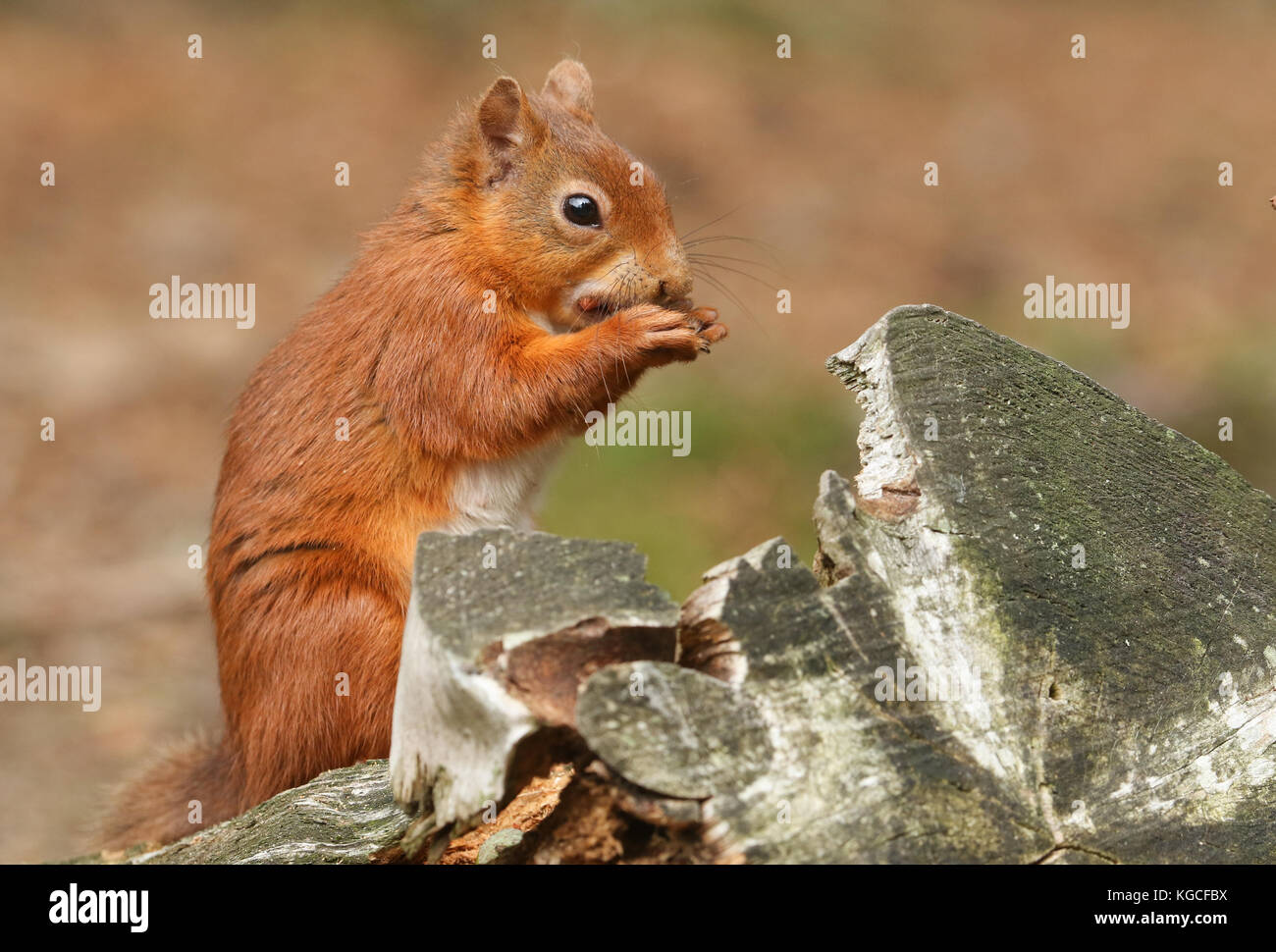 A stunning Red Squirrel (Sciurus vulgaris) sitting on a log eating a ...
