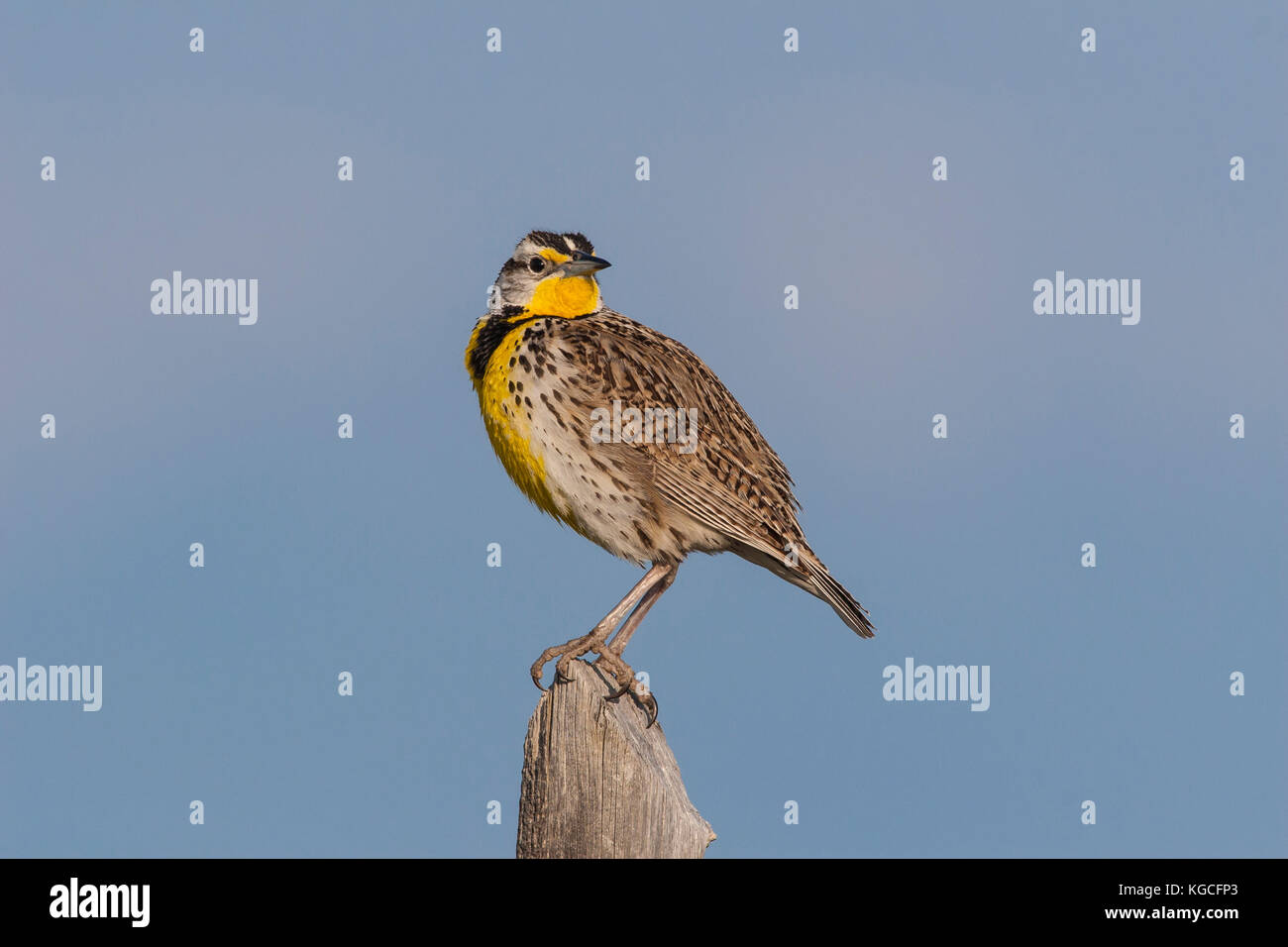 Western meadowlark during spring on territory Stock Photo - Alamy