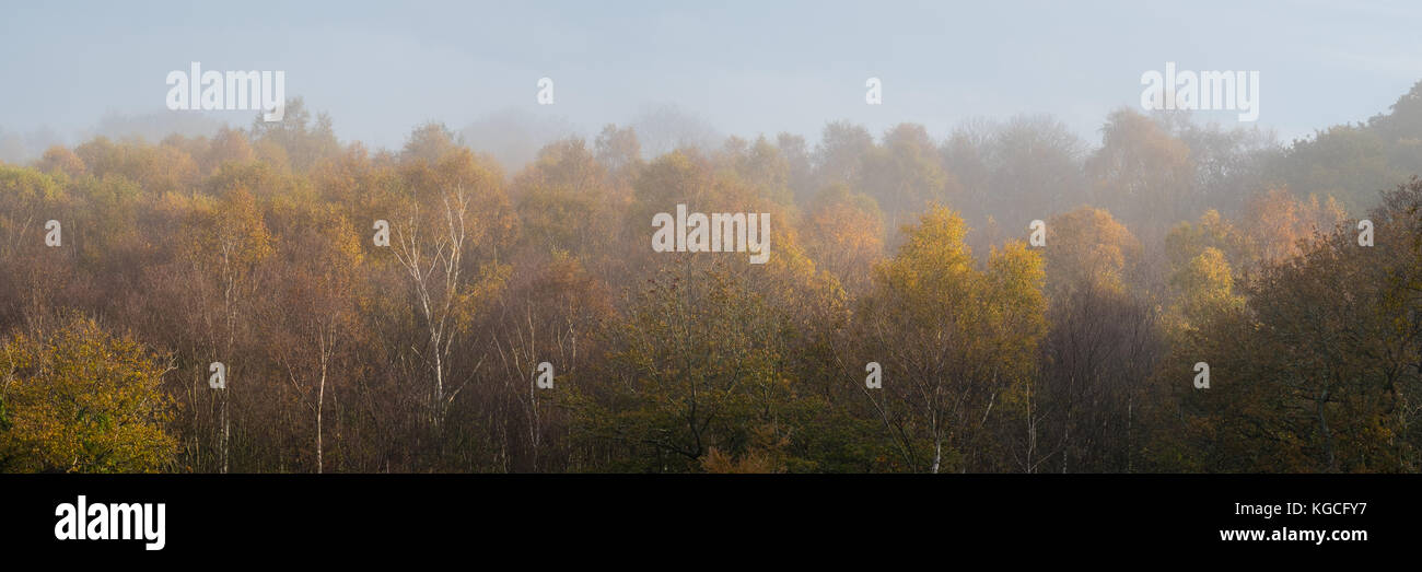panoramic of woods Stock Photo - Alamy