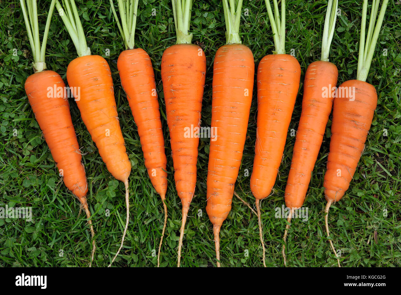 Washed homegrown freshly picked whole carrots Stock Photo - Alamy