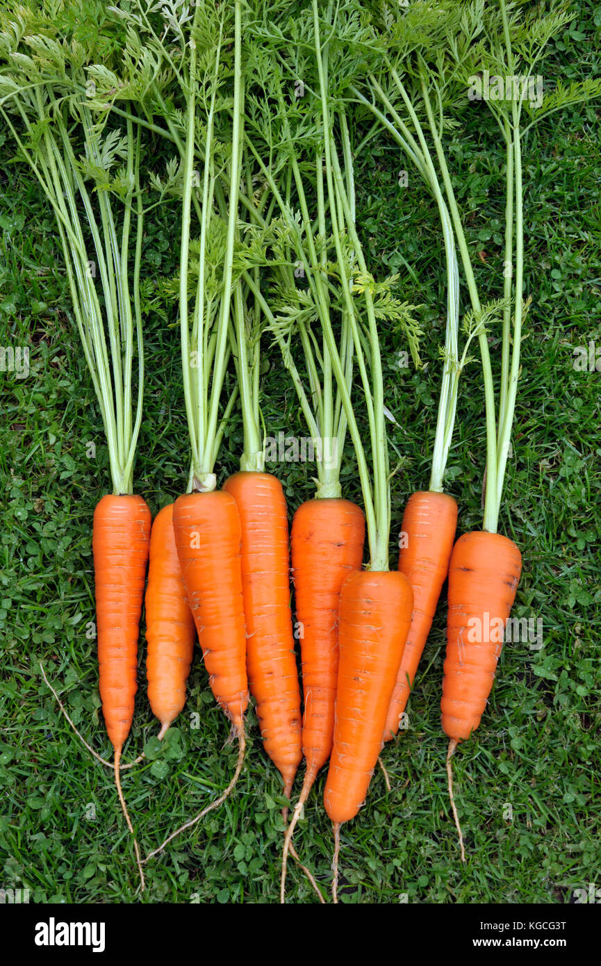 Freshly lifted and washed bunch of whole home grown carrots Stock Photo ...