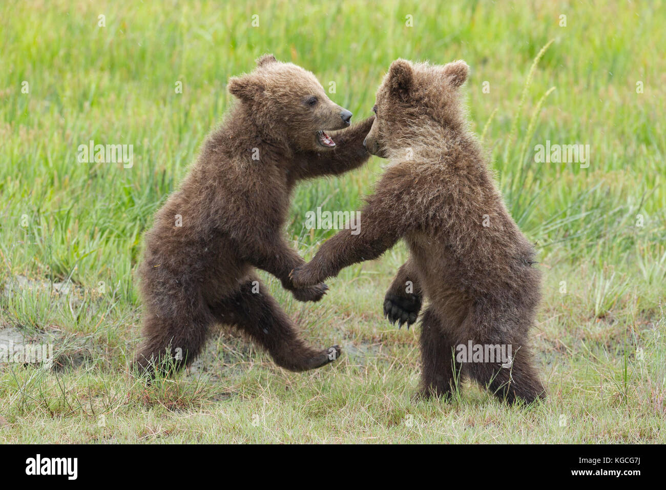 Alaskan Brown Bear Cubs Play Fighting Stock Photo Alamy