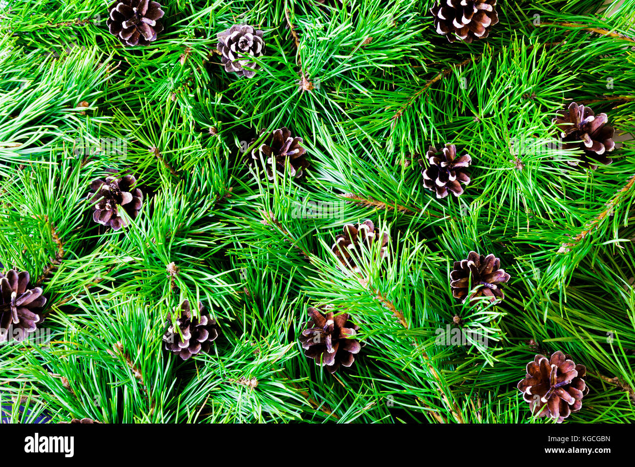 Pine tree with cones background. Texture Stock Photo - Alamy
