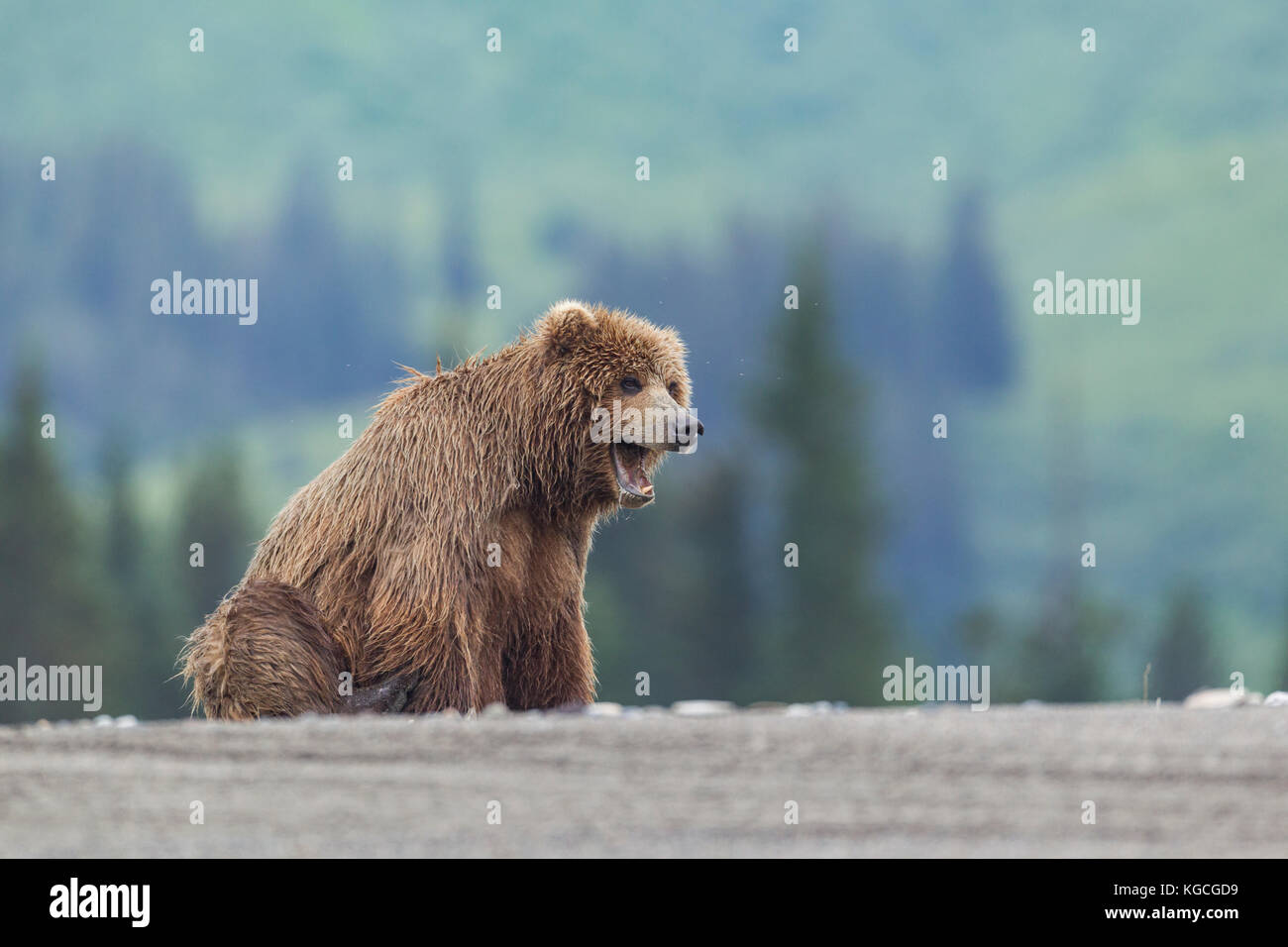 Alaskan brown bear Stock Photo - Alamy