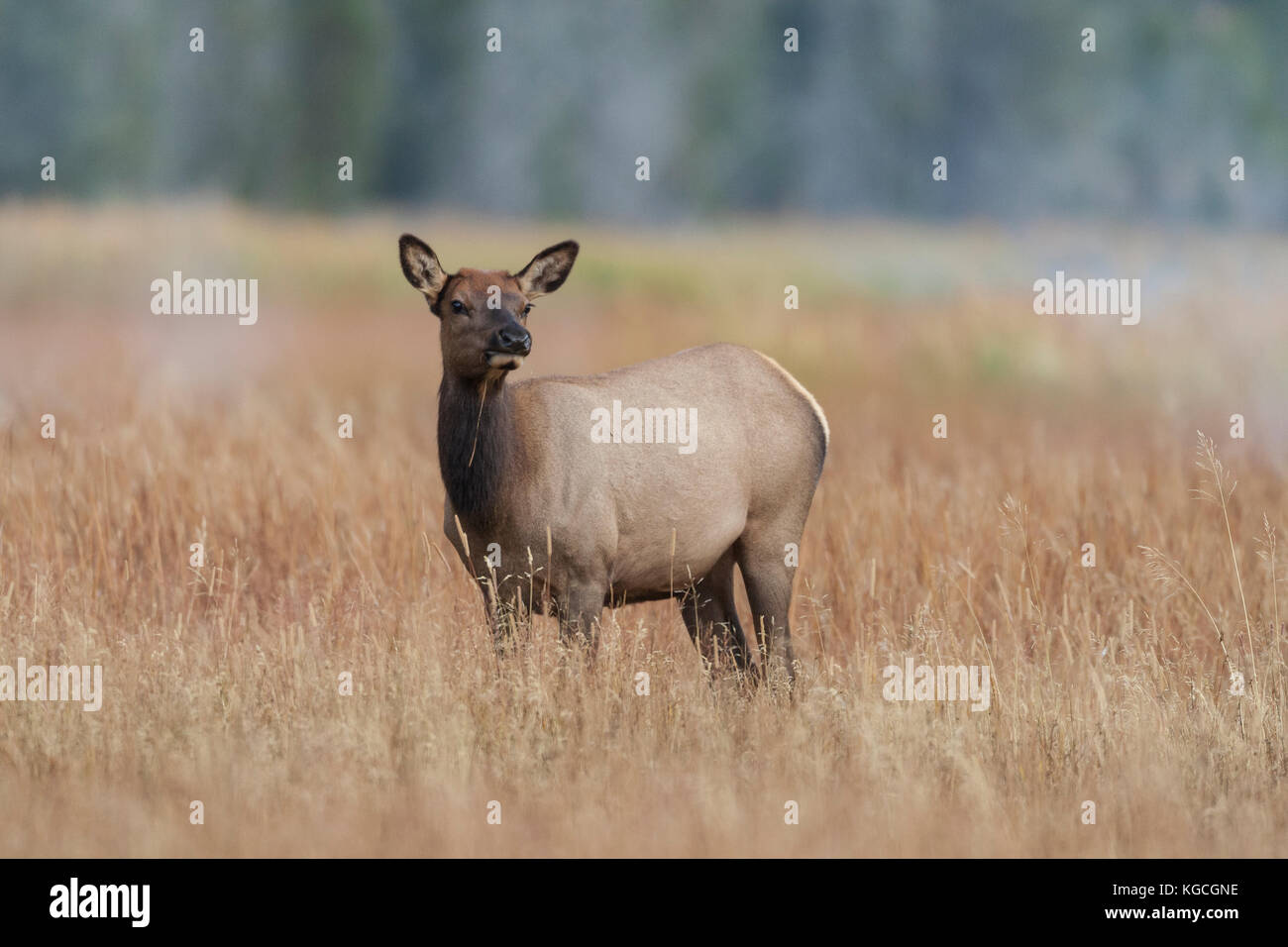 Cute baby elk hi-res stock photography and images - Alamy