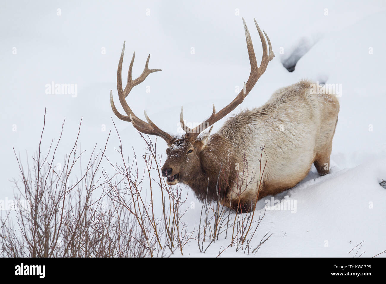 Bull elk in snow hi-res stock photography and images - Alamy