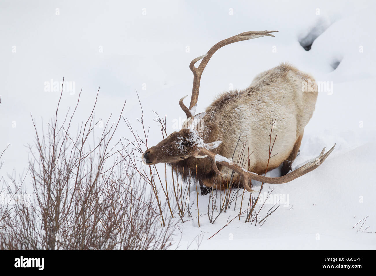Bull elk in snow hi-res stock photography and images - Alamy