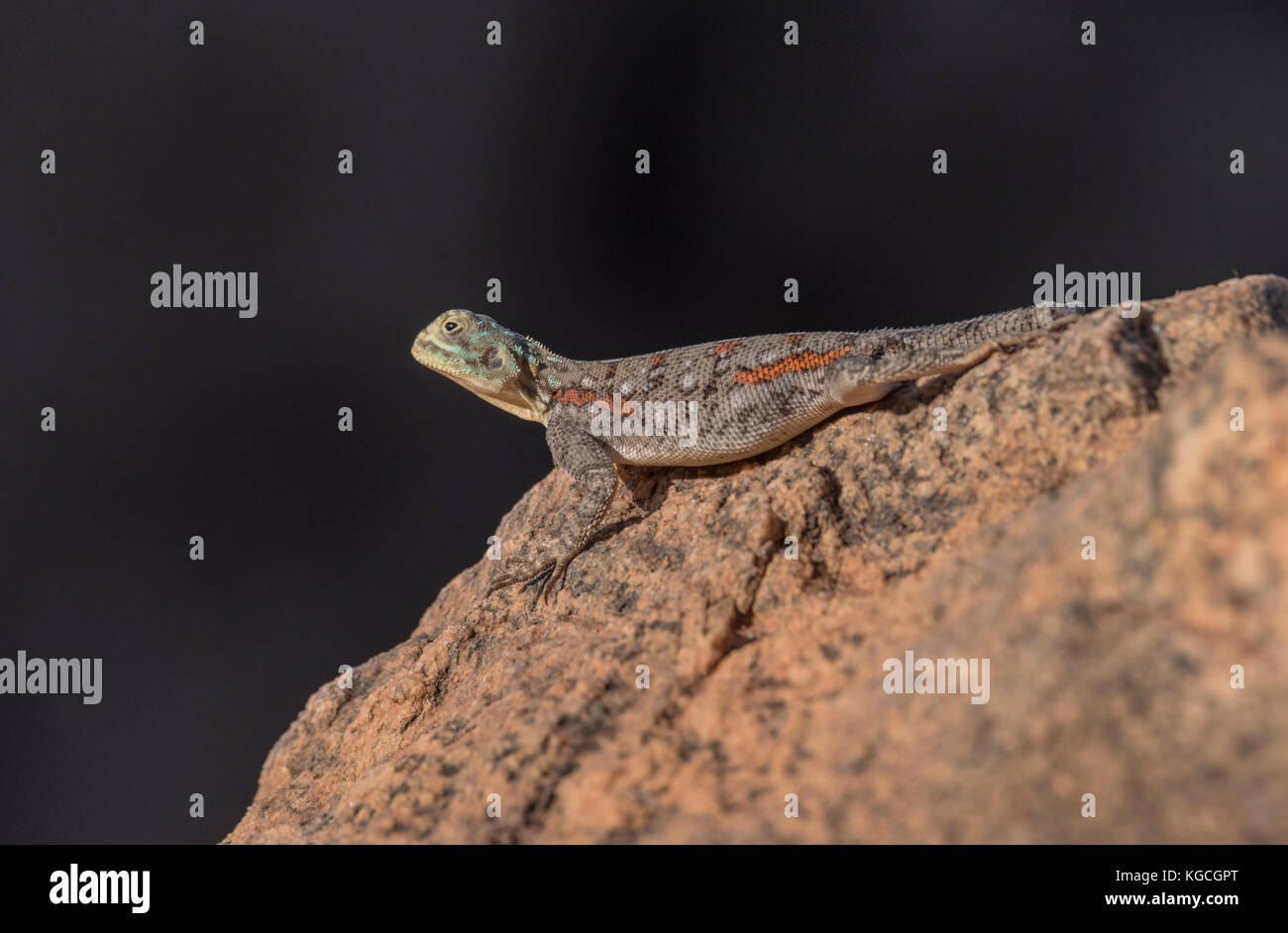 Young Agama agama Stock Photo - Alamy