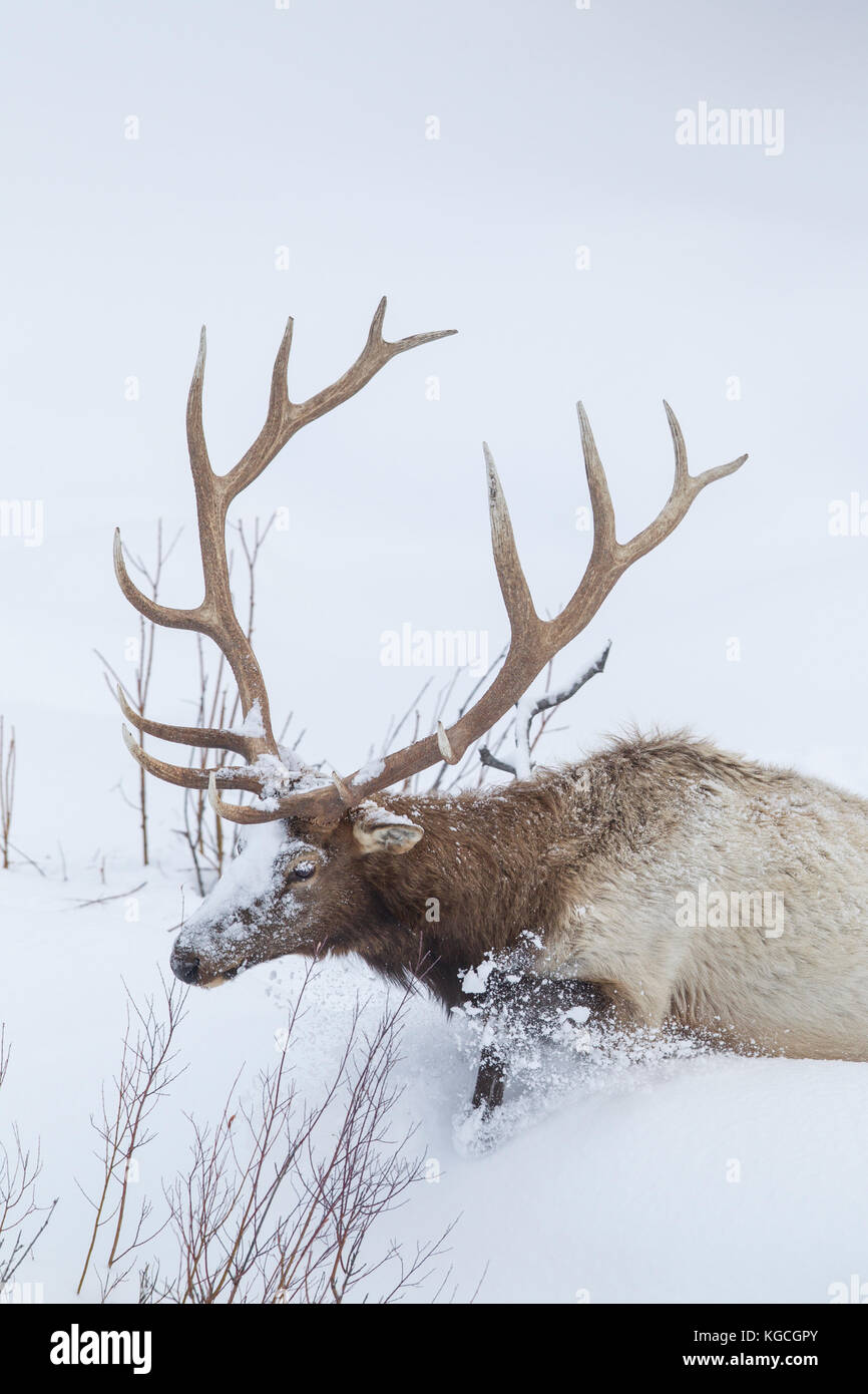 Bull elk in heavy winter snow Stock Photo - Alamy