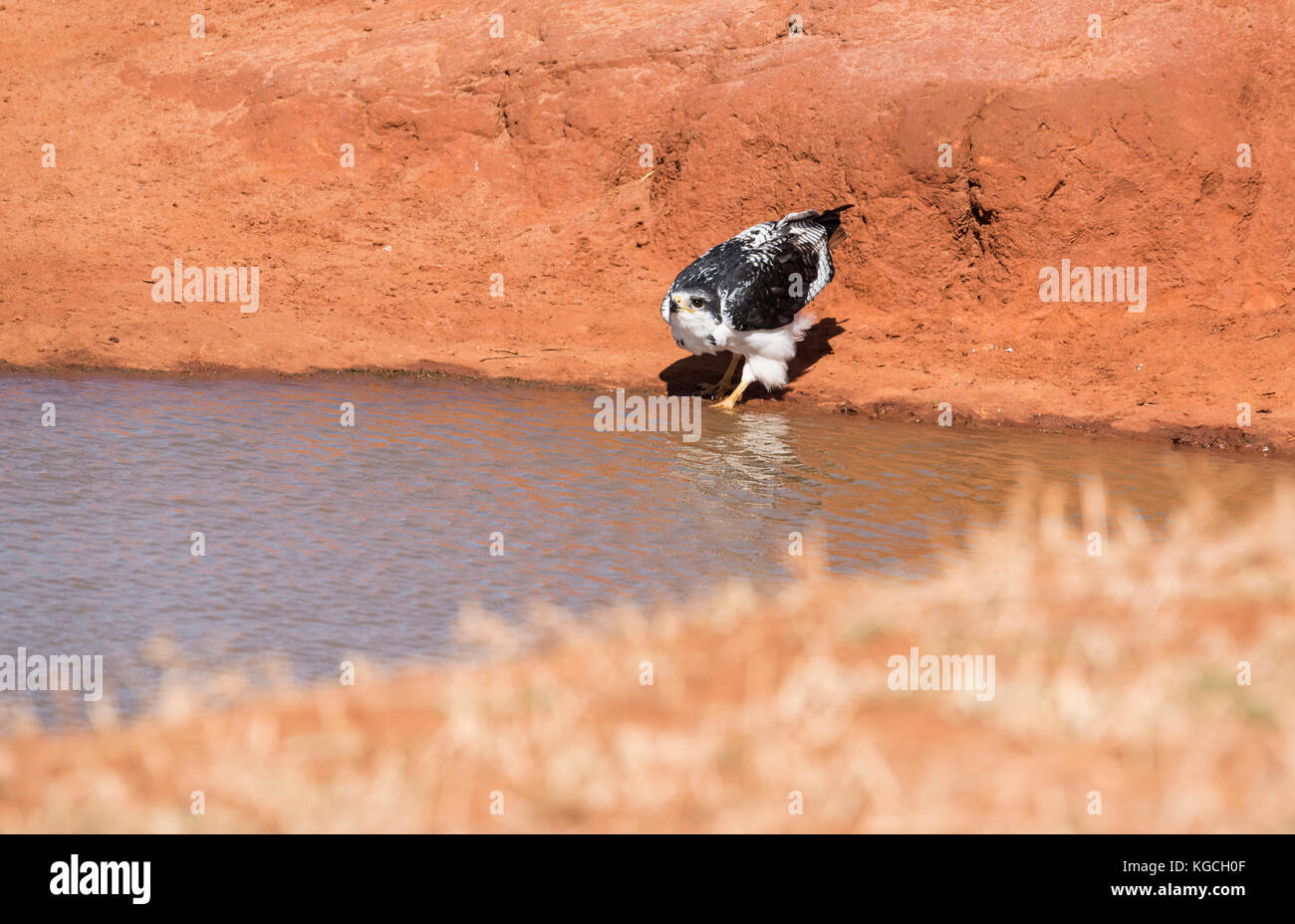Clean drinking water africa hi-res stock photography and images - Alamy