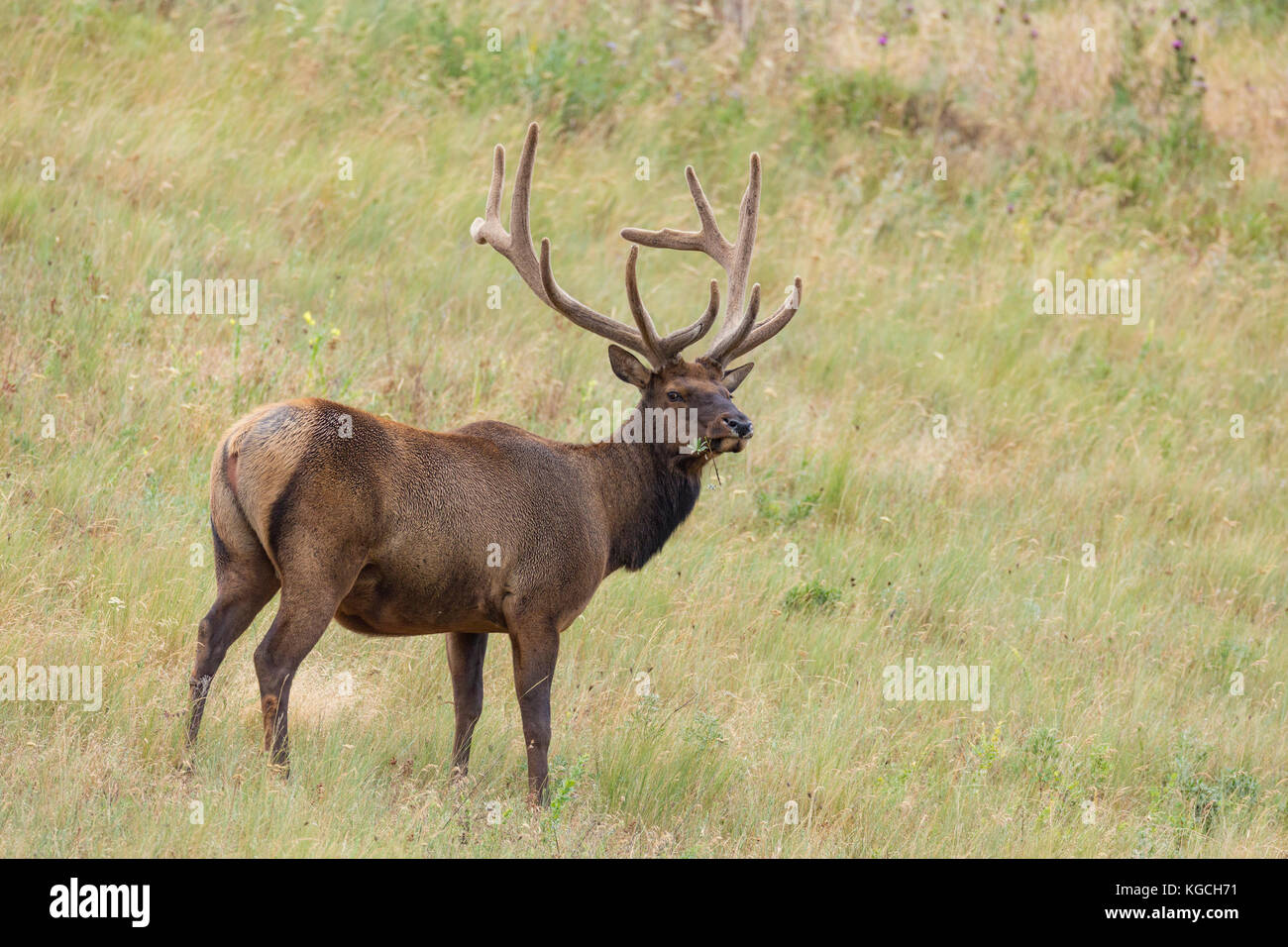 Elk in the summer hi-res stock photography and images - Alamy