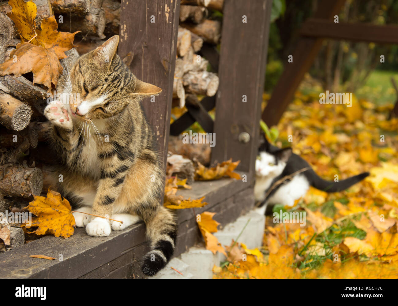 Two cats in a garden shed - one hunting the other Stock Photo - Alamy