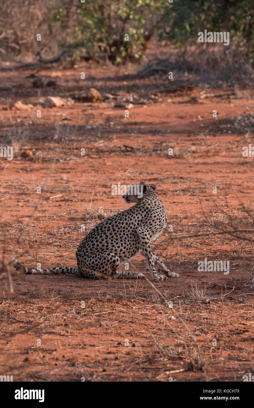 Cheetah sitting upright hi-res stock photography and images - Alamy