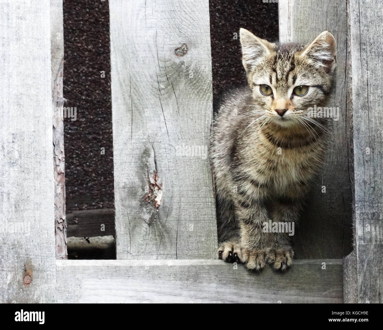 Cute, young tabby cat perched on wooden crate Stock Photo - Alamy
