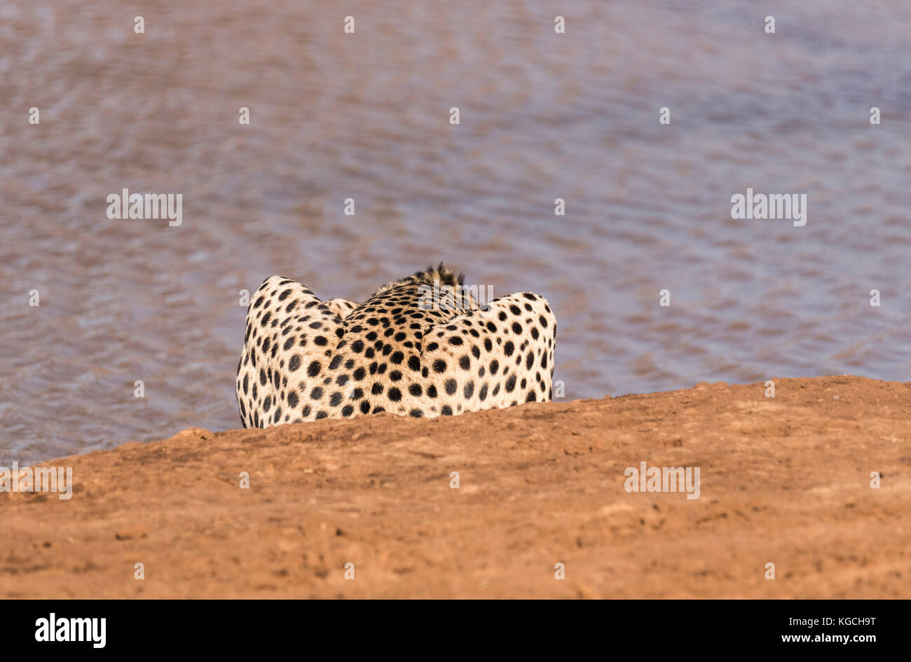 A Cheetah (Acinonyx jubatus) drinking at a water hole Stock Photo - Alamy