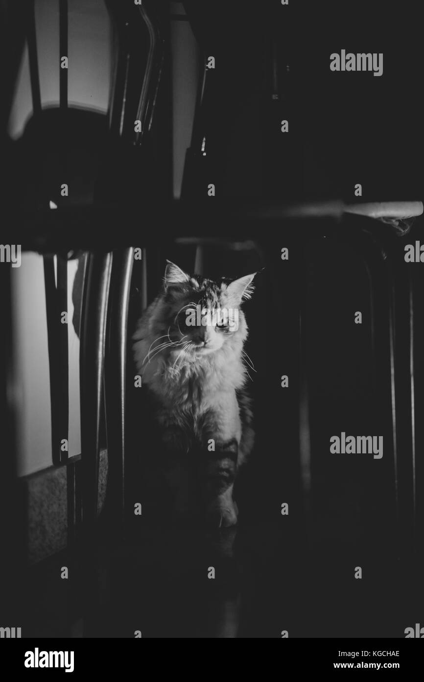 Shirazi Cat High Resolution Stock Photography and Images - Alamy