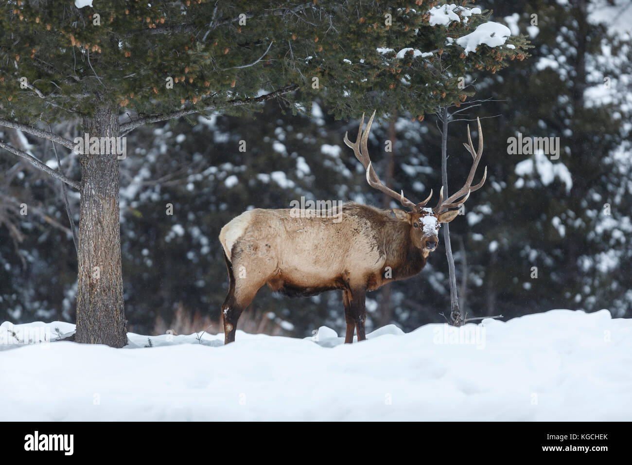 Bull elk winter hi-res stock photography and images - Alamy