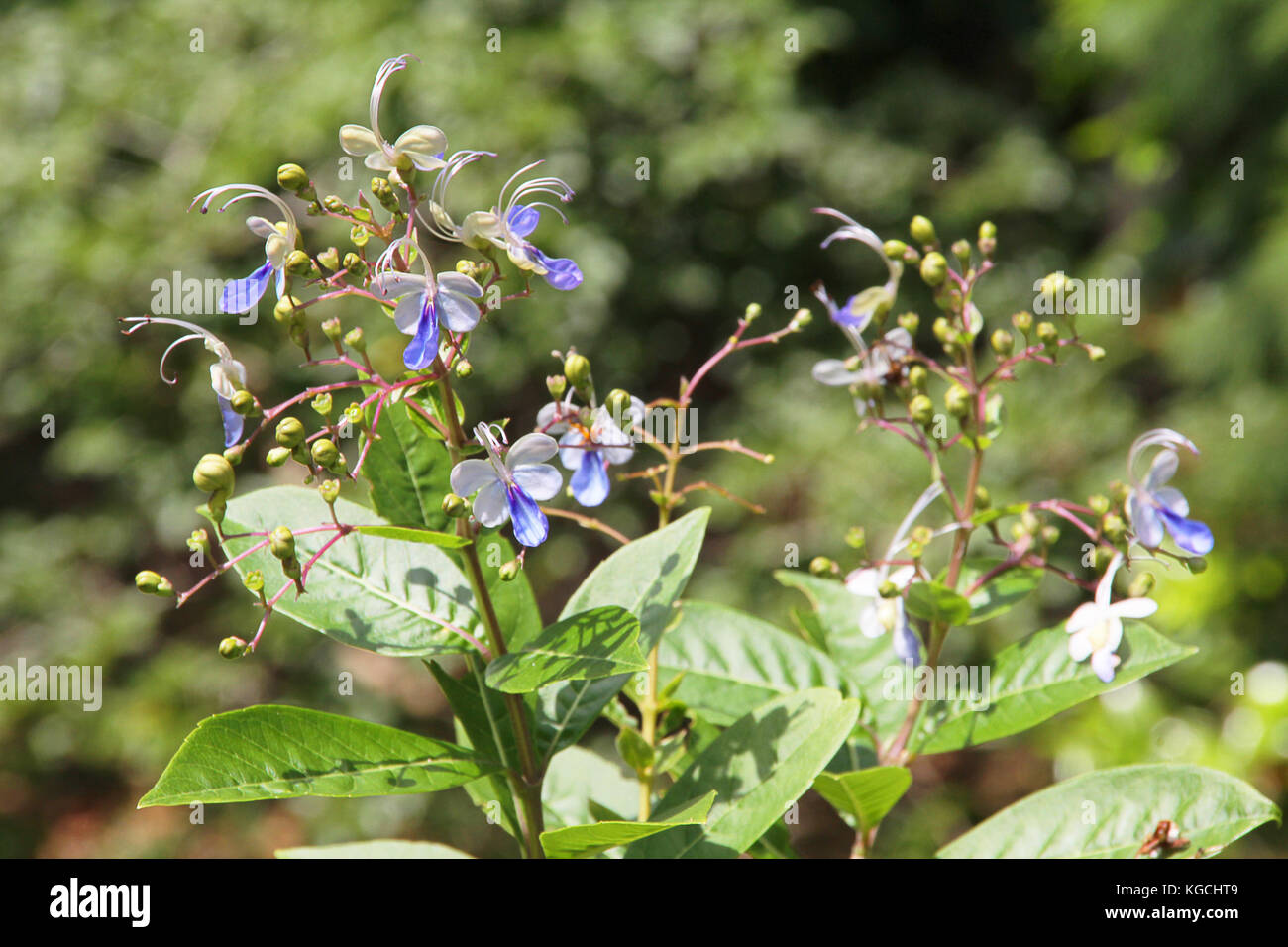 Multiple buds hi-res stock photography and images - Alamy