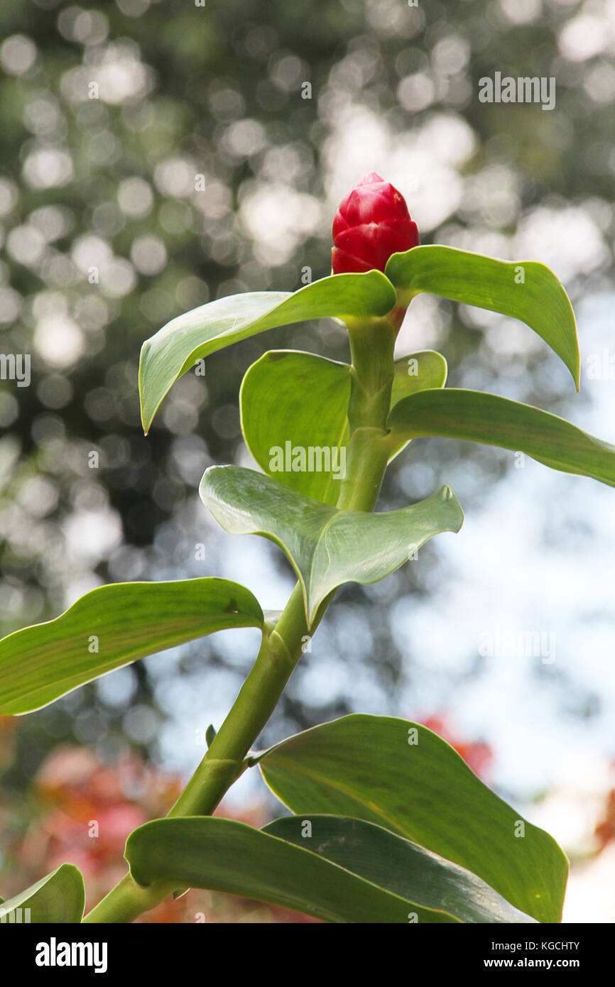 Focus shot red hi-res stock photography and images - Alamy