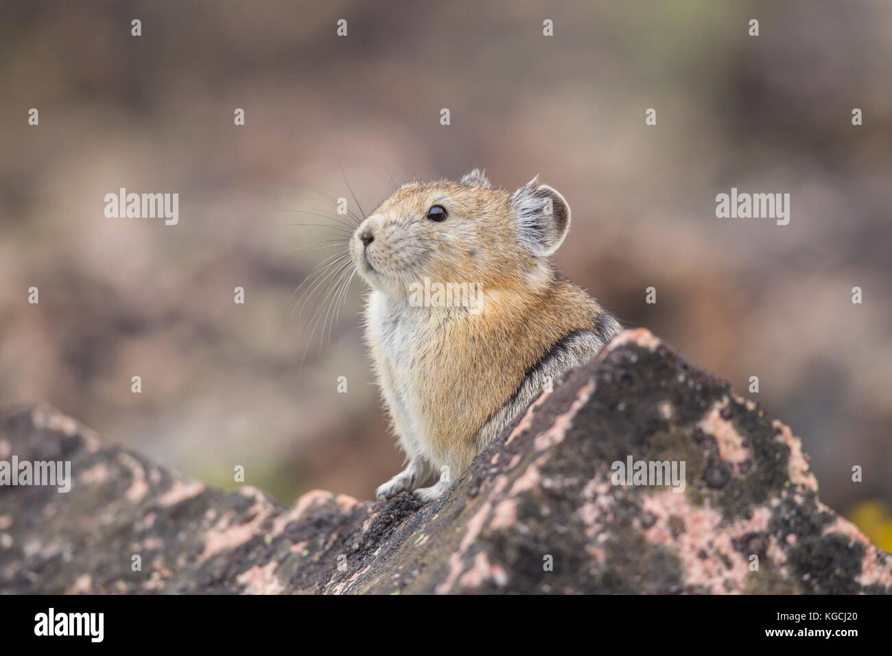 Pika high in the Beartooth Mountains of Wyoming Stock Photo - Alamy