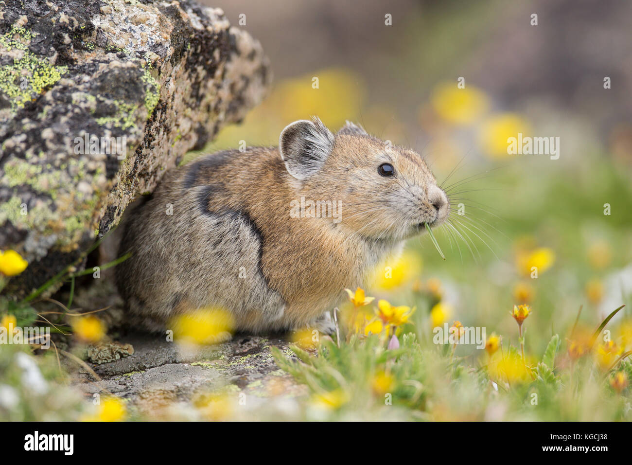 Pika hi-res stock photography and images - Alamy