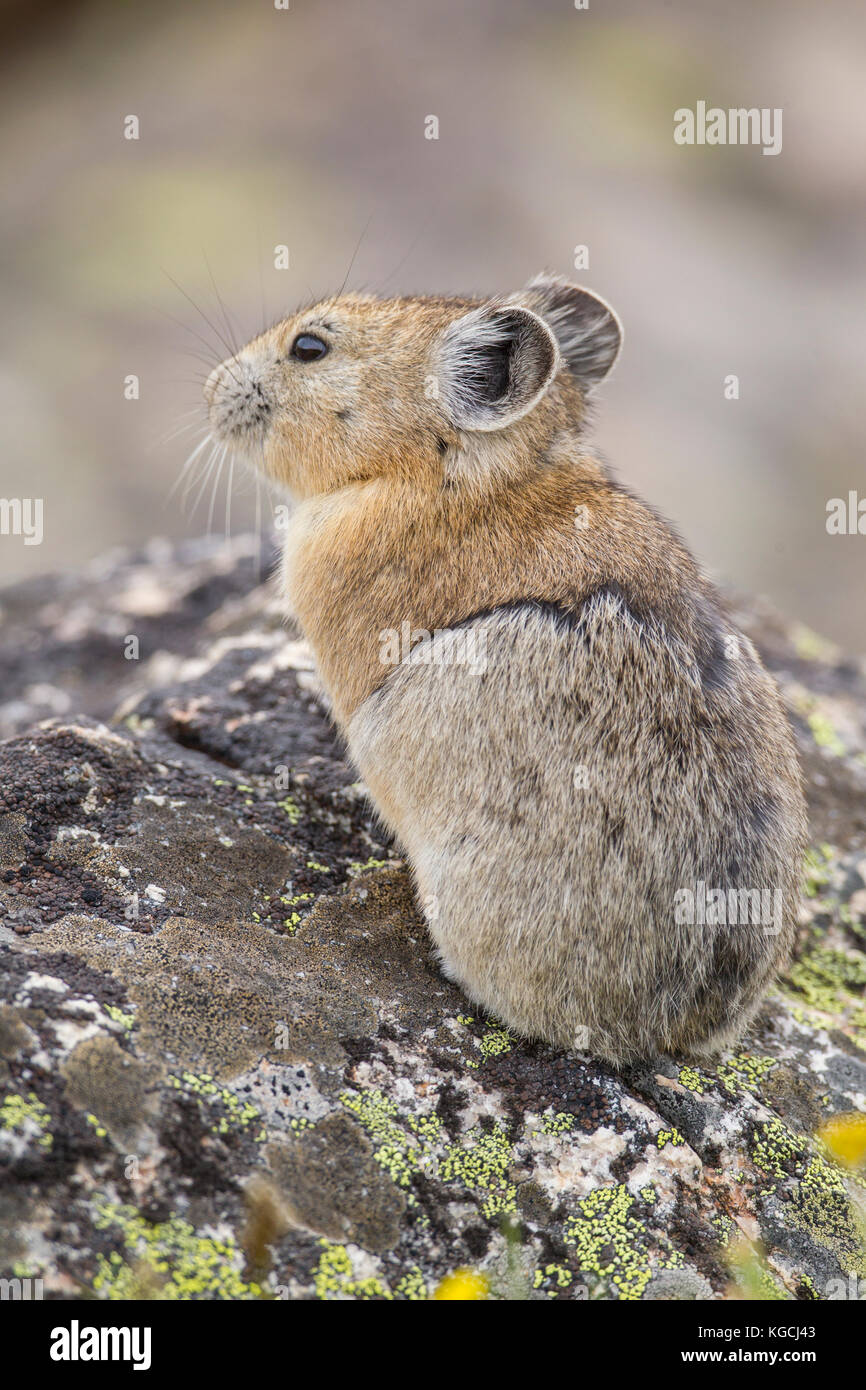 Pika high in the Beartooth Mountains of Wyoming Stock Photo - Alamy