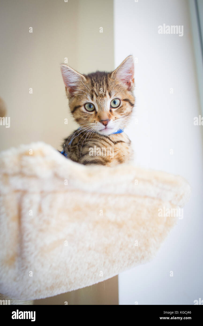 Portrait female kitten hi-res stock photography and images - Alamy
